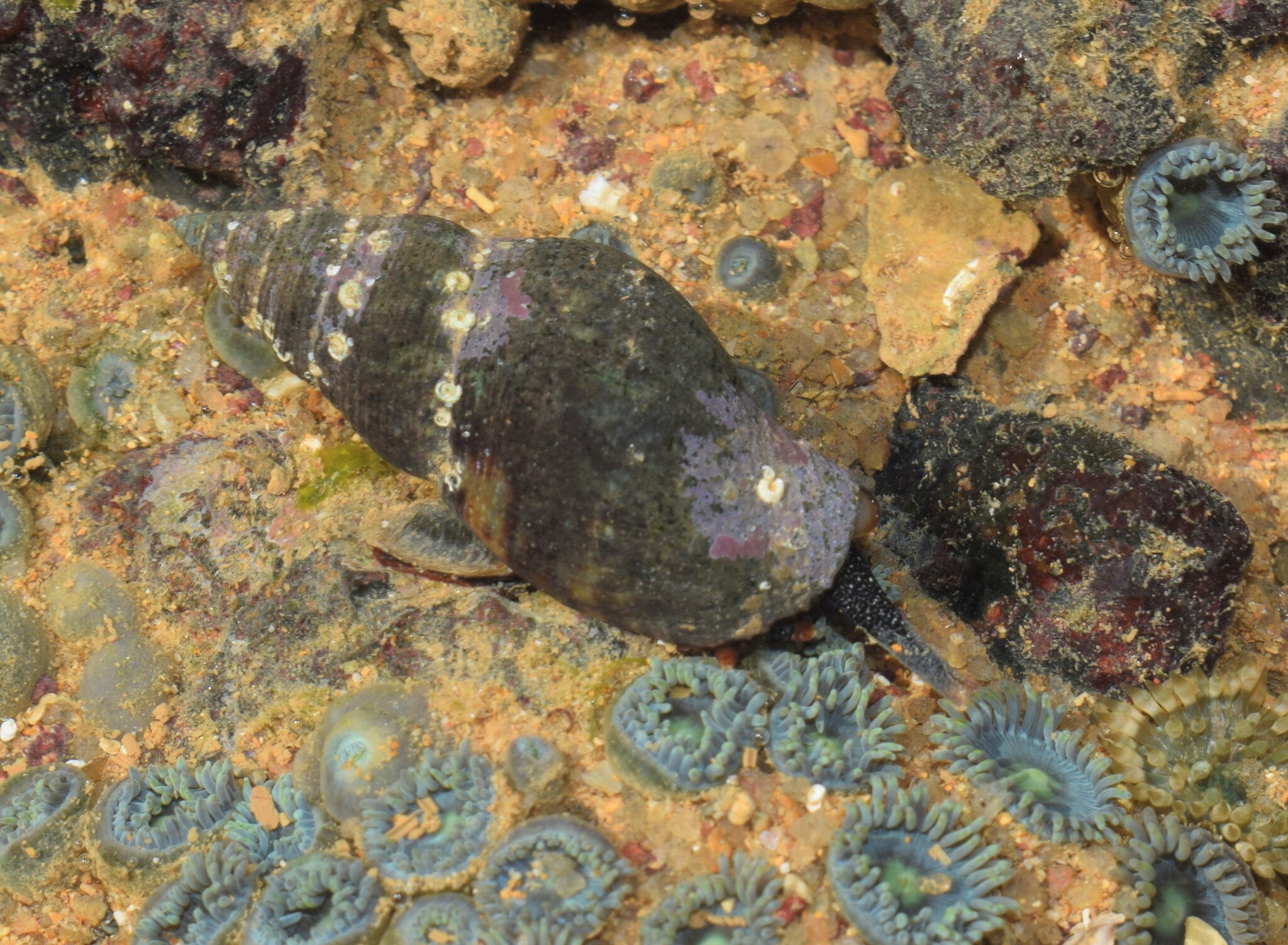 Pisania pusio (Linnaeus, 1758)