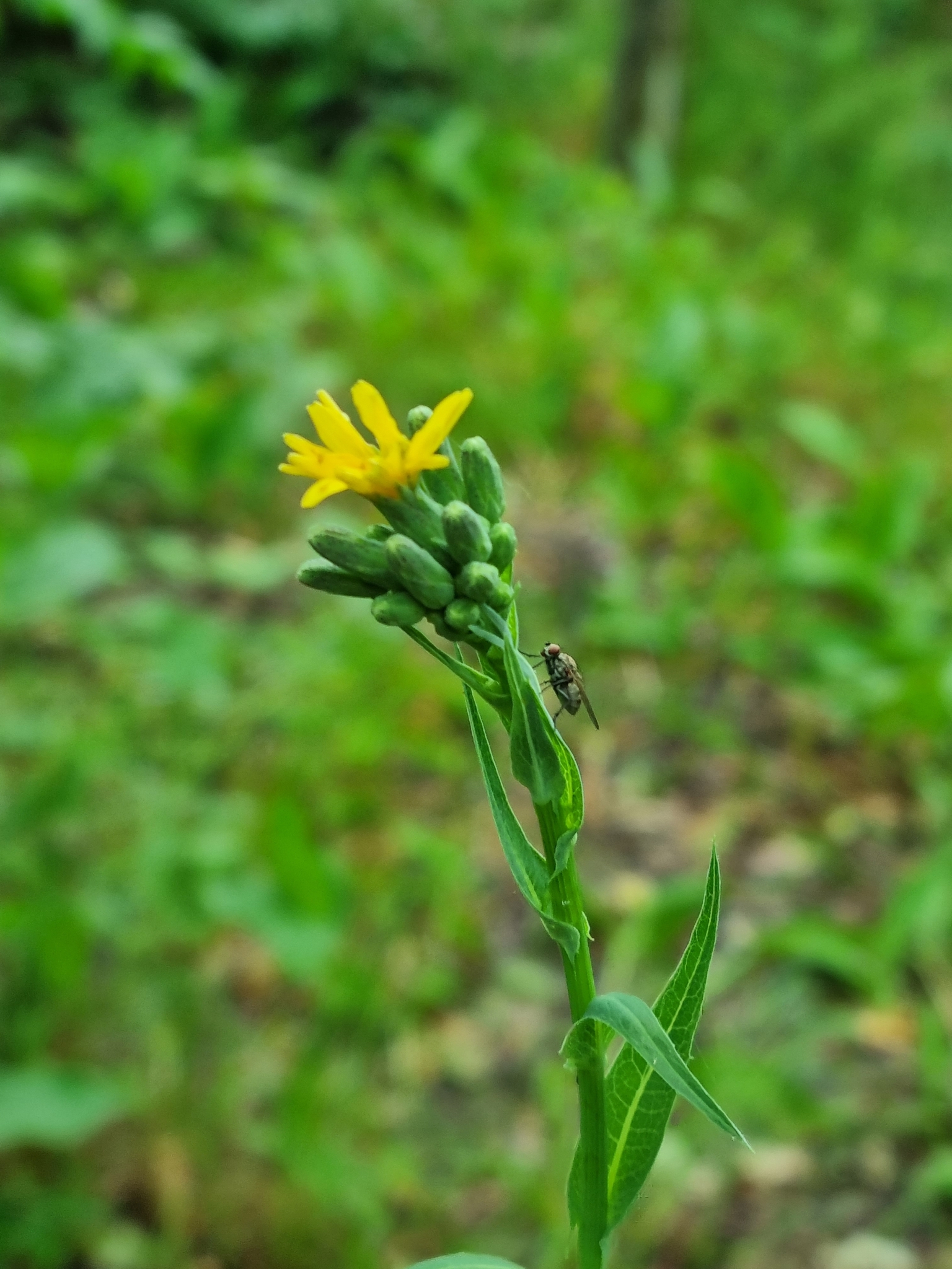 Lactuca quercina L.