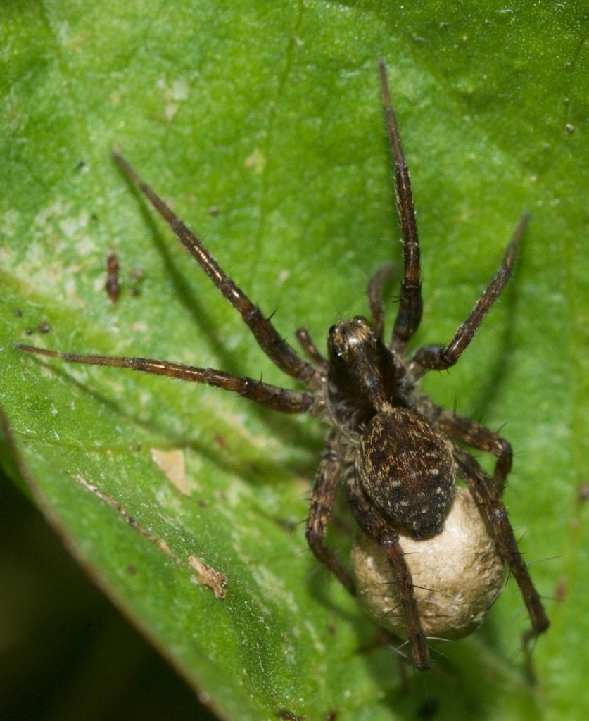 Shiny Wolf Spider from Crystal Bay - Lakeview Park - Britannia Village ...