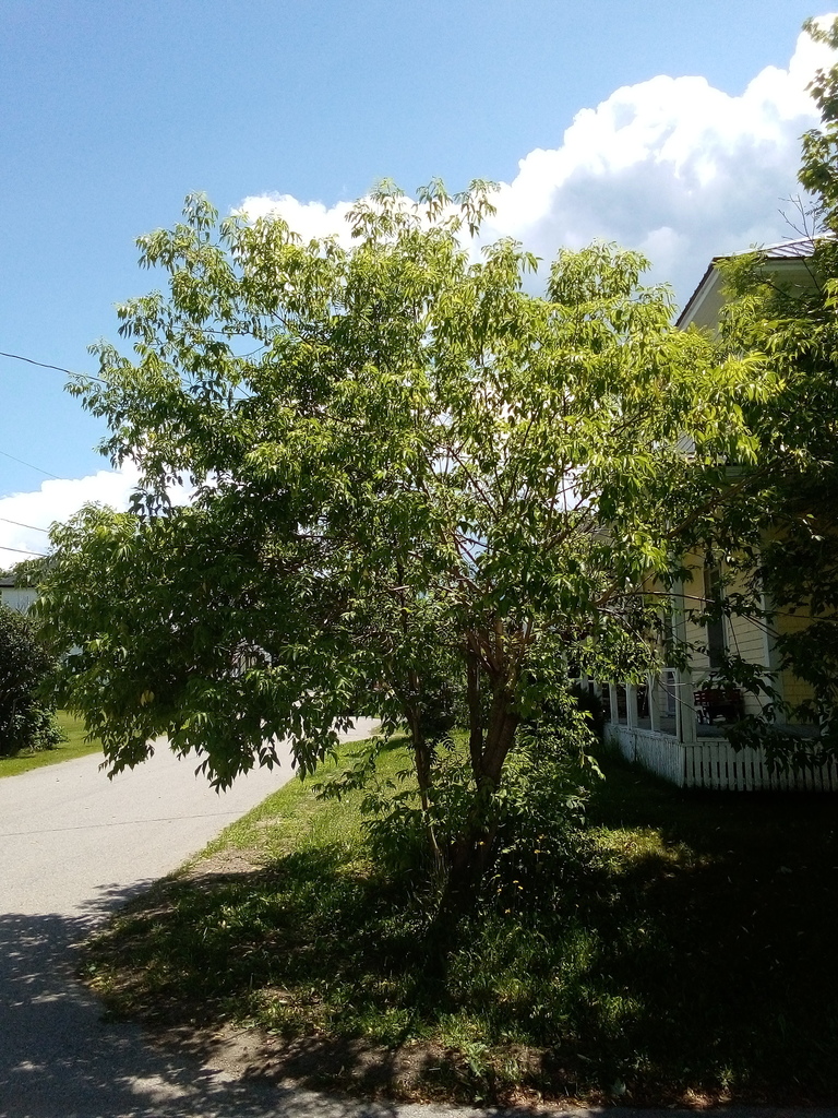 box elder from Miramichi, NB, Canada on July 03, 2022 at 01:38 PM by ...