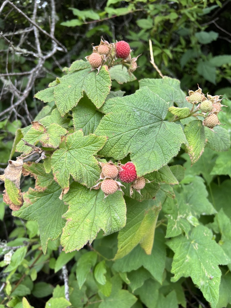 thimbleberry (Rubus parviflorus) - Botanical Realm