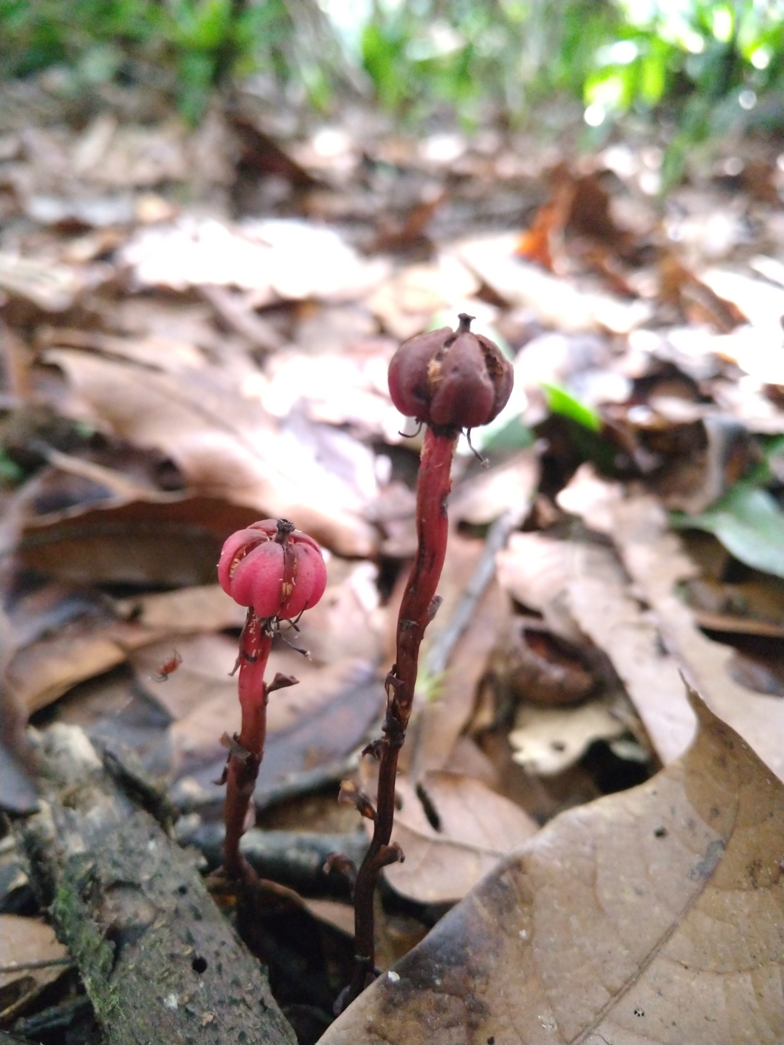 Monotropa coccinea Zucc.