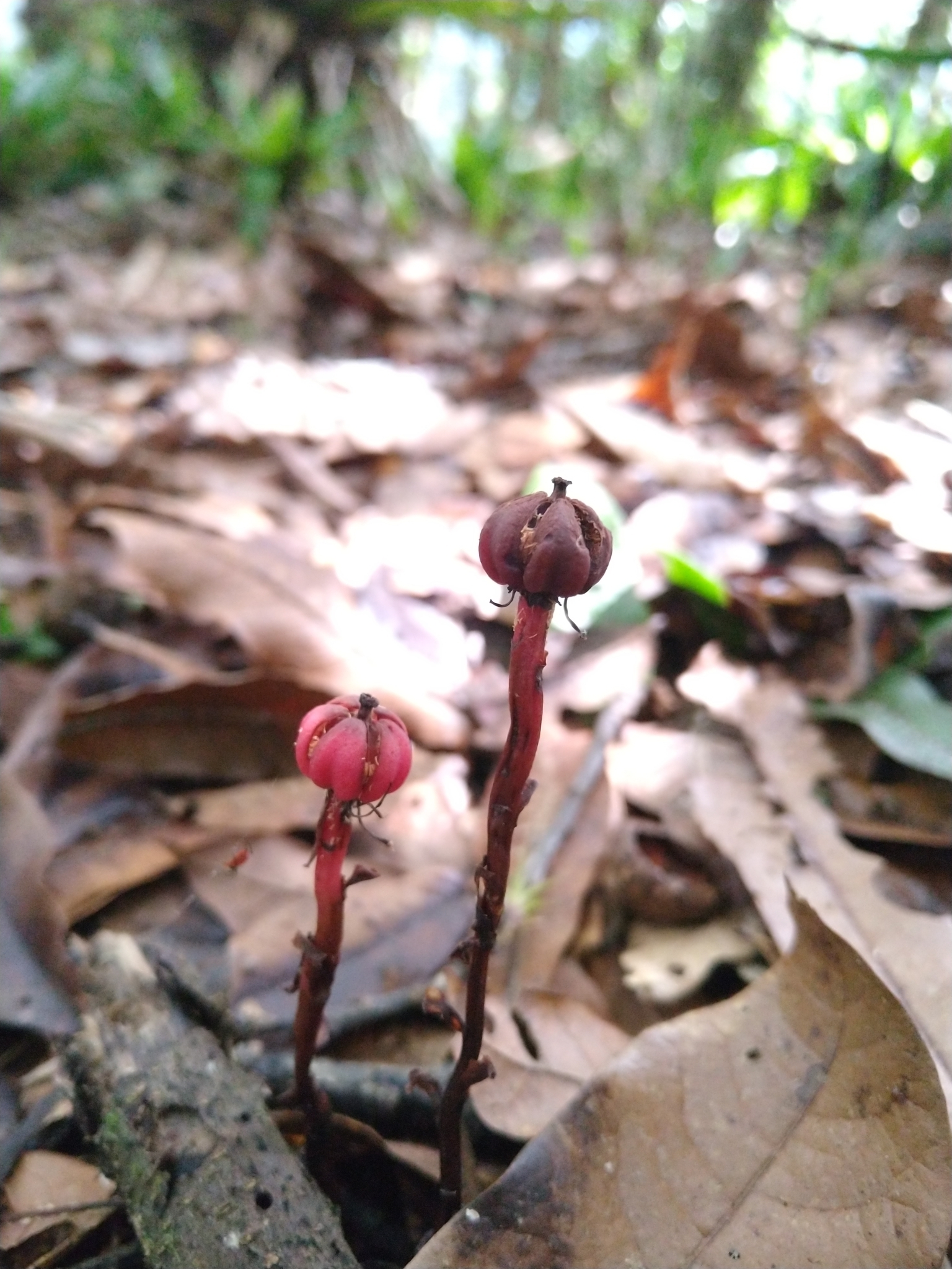 Monotropa coccinea Zucc.