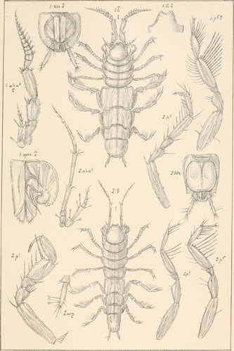Family Desmosomatidae · iNaturalist