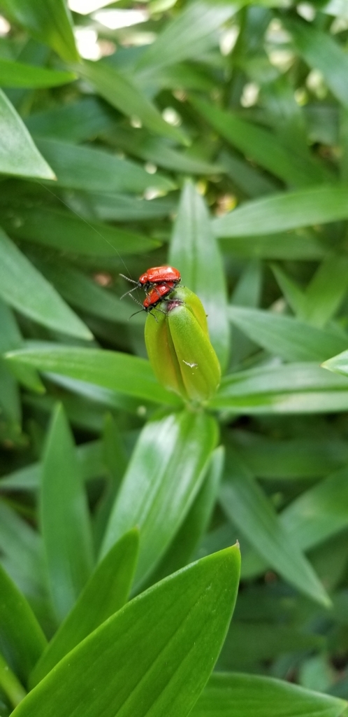 Lily Leaf Beetle from Middleton, NS B0S 1P0, Canada on July 3, 2022 at ...