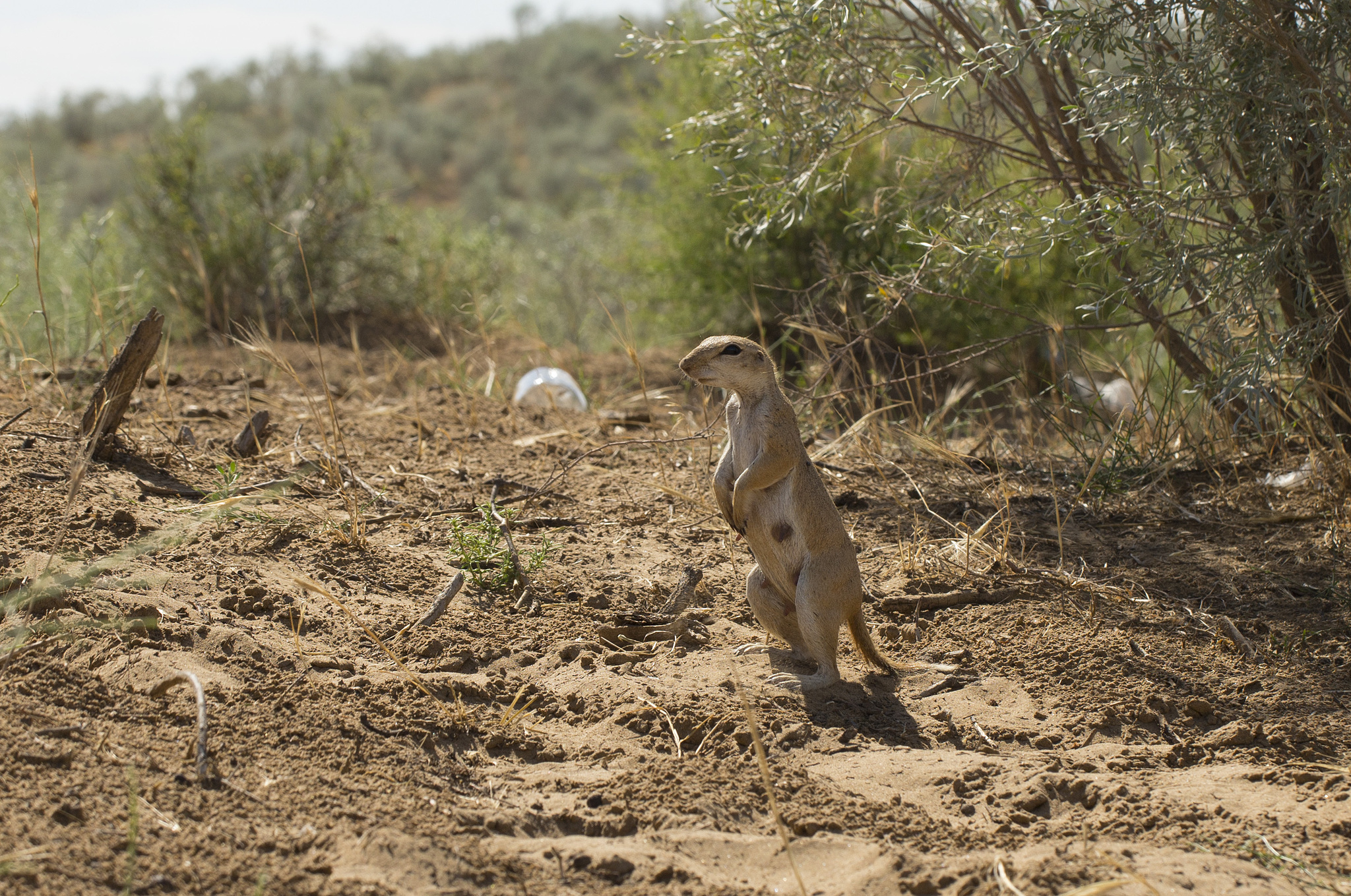 Spermophilopsis Blasius, 1884