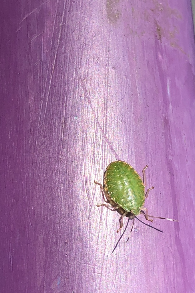 Stink Bugs from Privada Nicolás Lemus, Cuernavaca, MOR, MX on July 3 ...