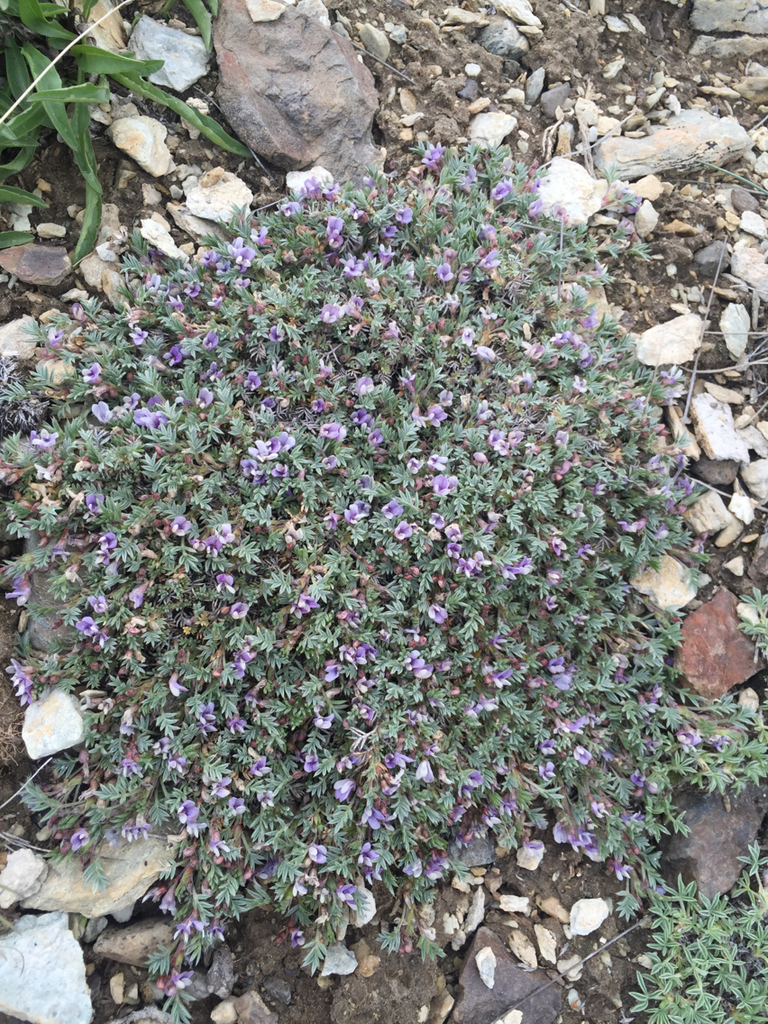 Mat Milkvetch (Astragalus kentrophyta tegetarius) - Botanical Realm