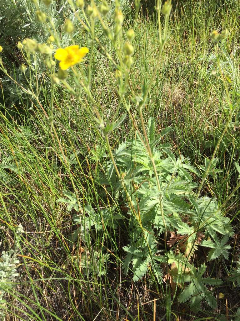 slender cinquefoil (Potentilla gracilis) - Botanical Realm