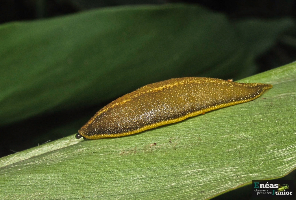 Vaginulus taunaisii from Salesópolis, SP, 08970-000, Brasil on July 2 ...