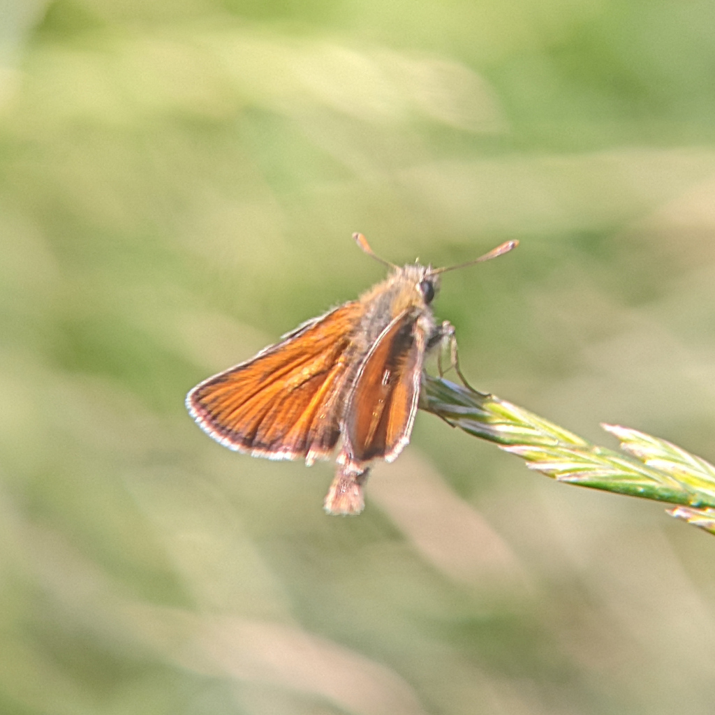 Small Skipper from Hildesheim, Germany on July 02, 2022 at 10:36 AM by Stephan/Hi · iNaturalist