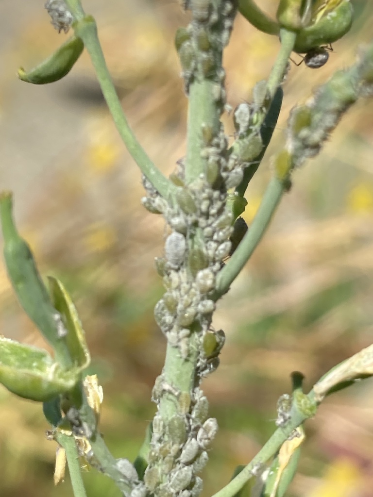 Cabbage Aphid from Cowgill Ave, Bellingham, WA, US on July 01, 2022 at ...