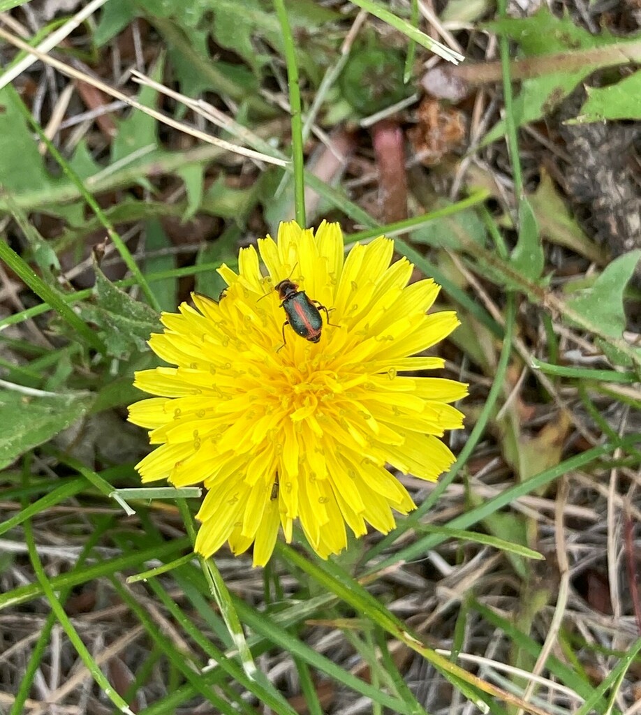 Collops from Southwest Calgary, Calgary, AB, Canada on June 28, 2022 at ...
