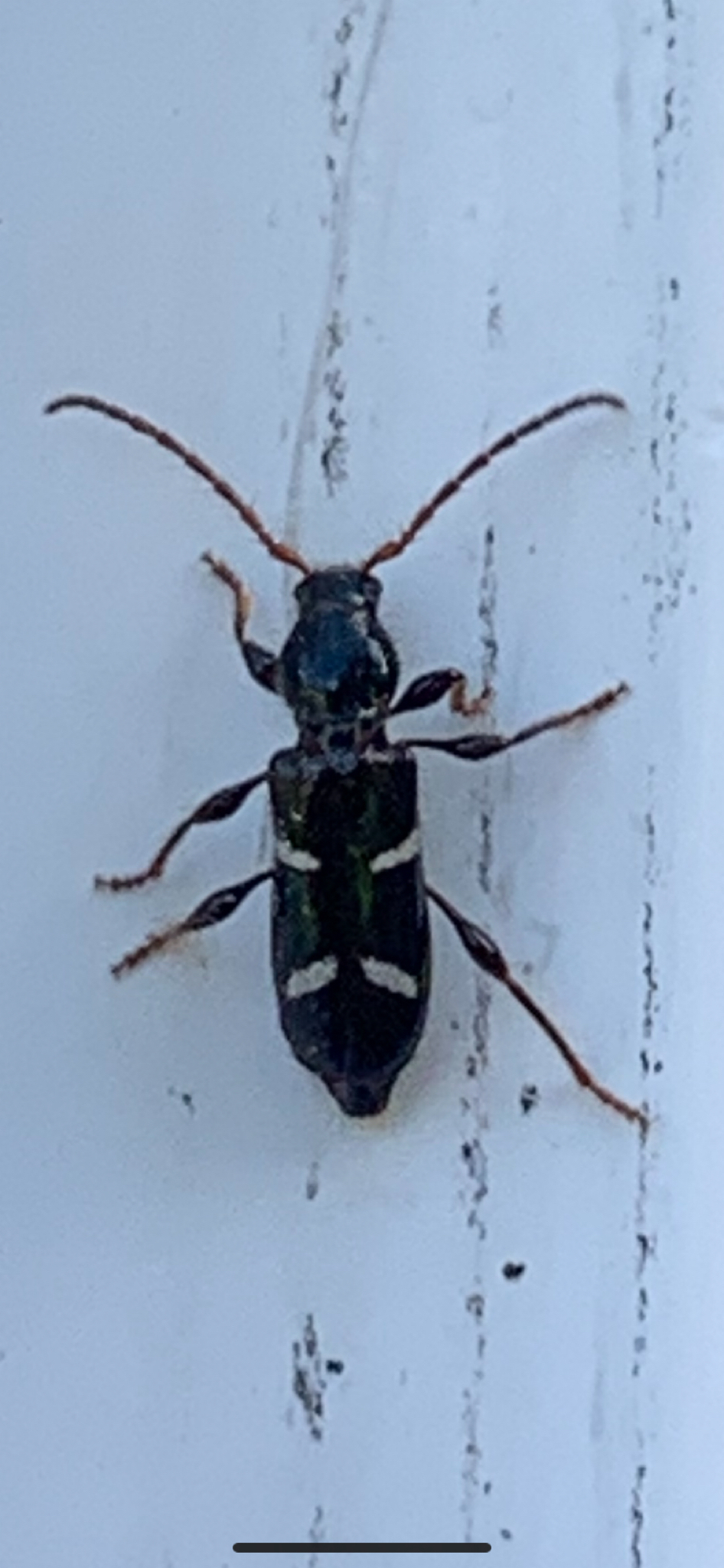 Phymatodes nitidus LeConte, 1874