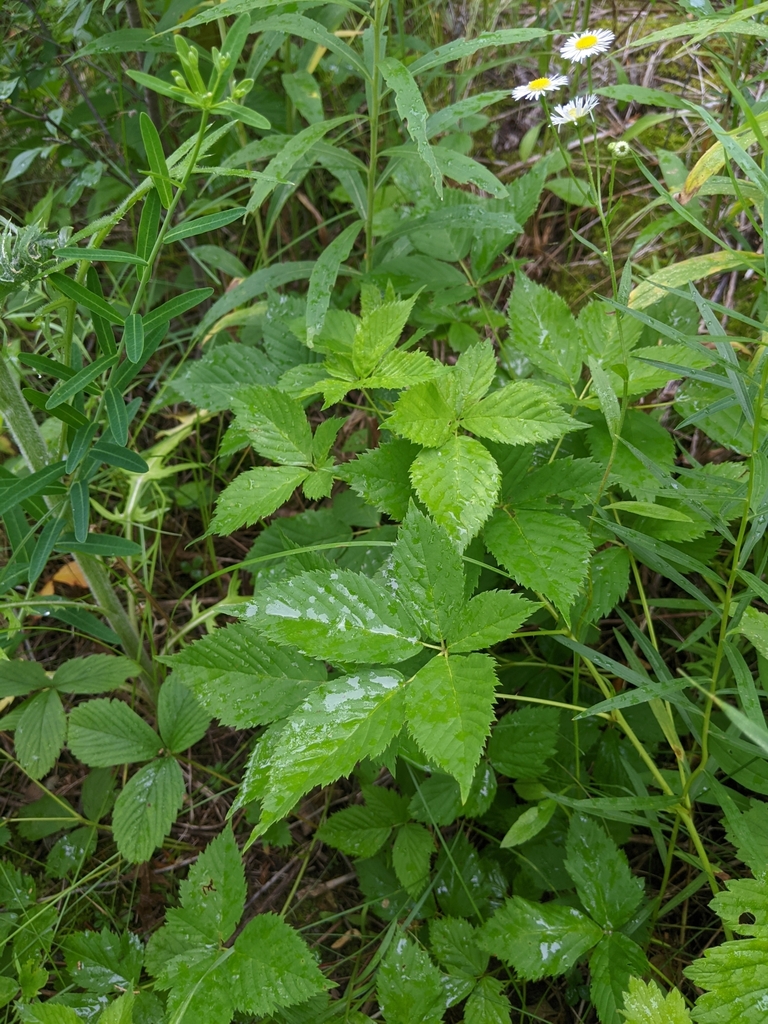 Big Horseshoe Lake bristleberry in July 2022 by Jaxon Lane. *Rubus ...