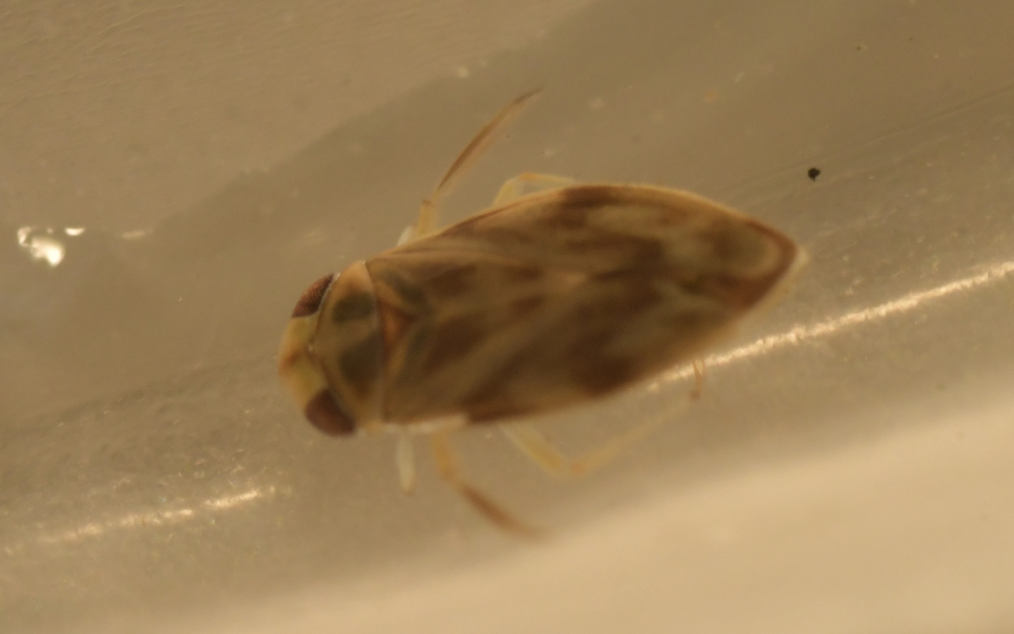 Micronecta Kirkaldy, 1897