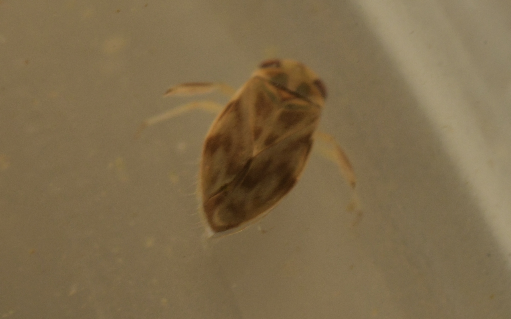 Micronecta Kirkaldy, 1897