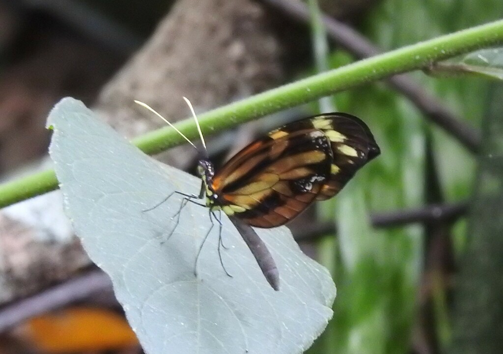 Tiger Mimic-White from San Salvador, El Salvador on July 02, 2022 at 01 ...