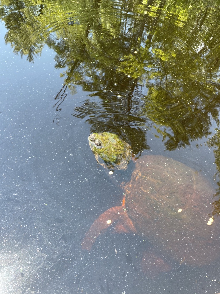 Common Snapping Turtle from Chrishaven Lake, Kent City, MI, US on July ...