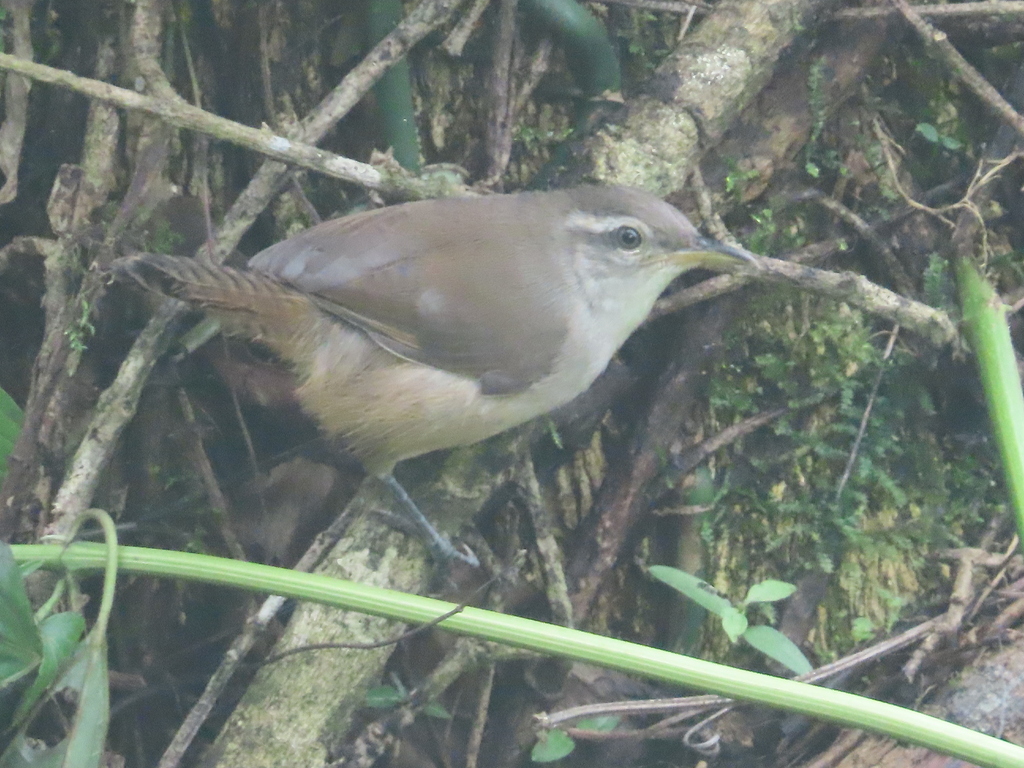 Isthmian Wren from Jaramillo Abajo, Jaramillo, Panamá on July 03, 2022 ...
