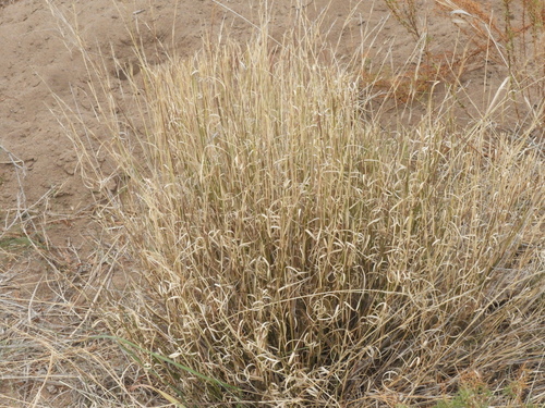 Aristida subulata · iNaturalist