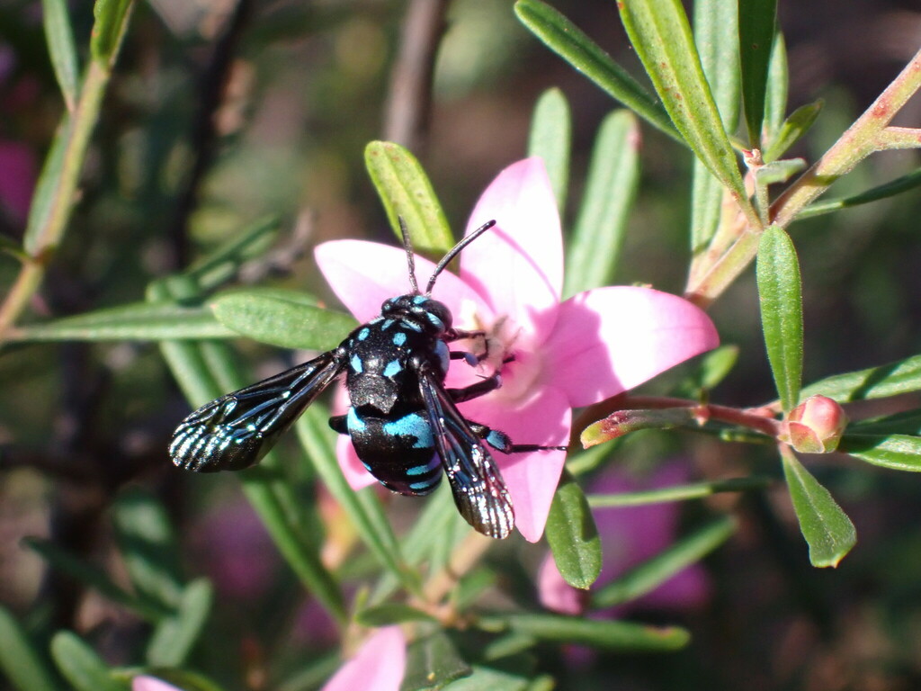 Thyreus nitidulus nitidulus from Sydney NSW, Australia on April 17 ...