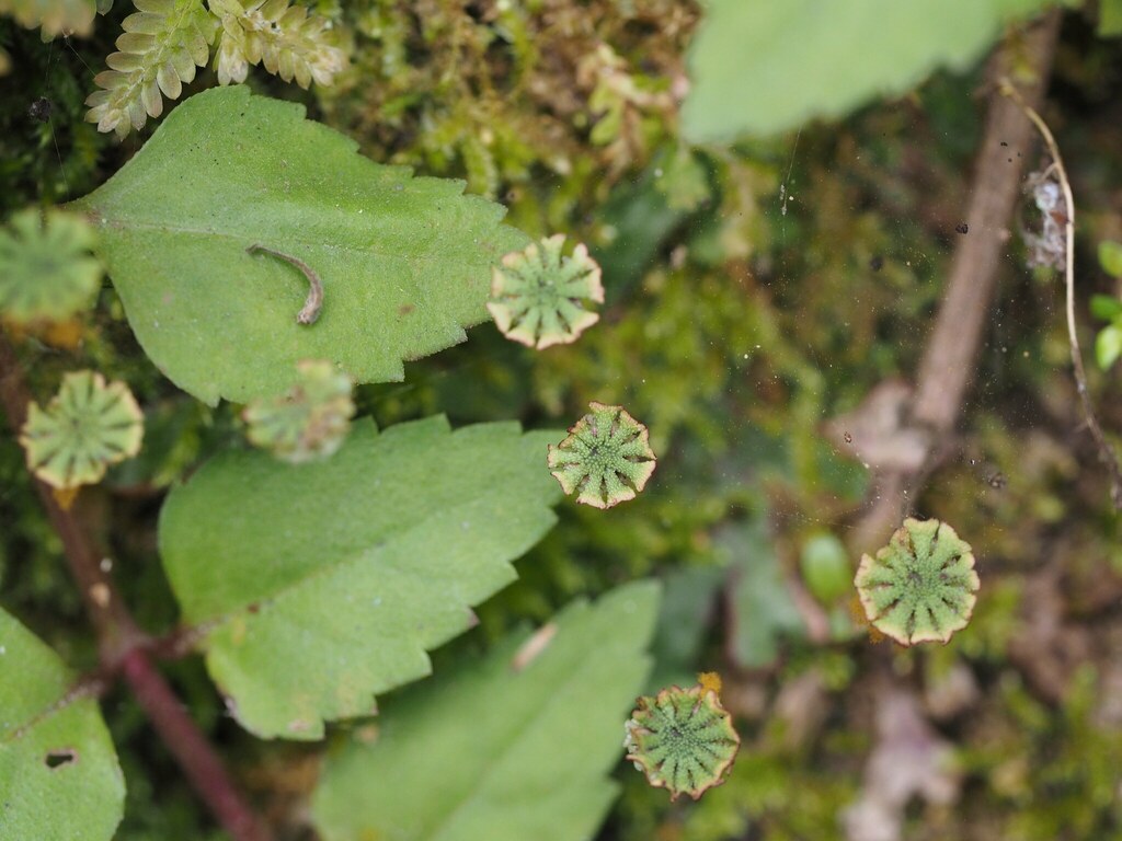 Marchantia emarginata from 台灣南投縣 on April 21, 2018 at 10:30 AM by Hong ...