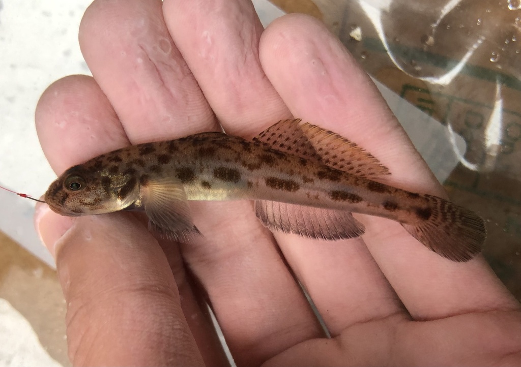 Bay goby in July 2022 by Grant Bowler. Was in very shallow water next ...