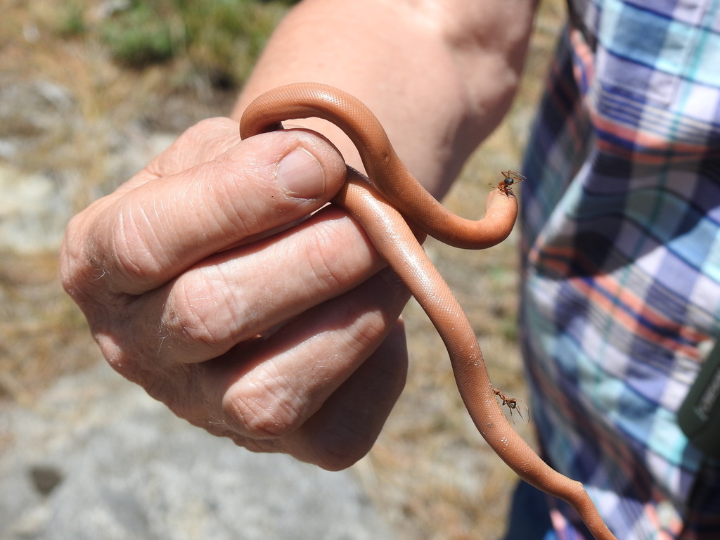 Northern Rubber Boa from Plumas, California, United States on June 25 ...