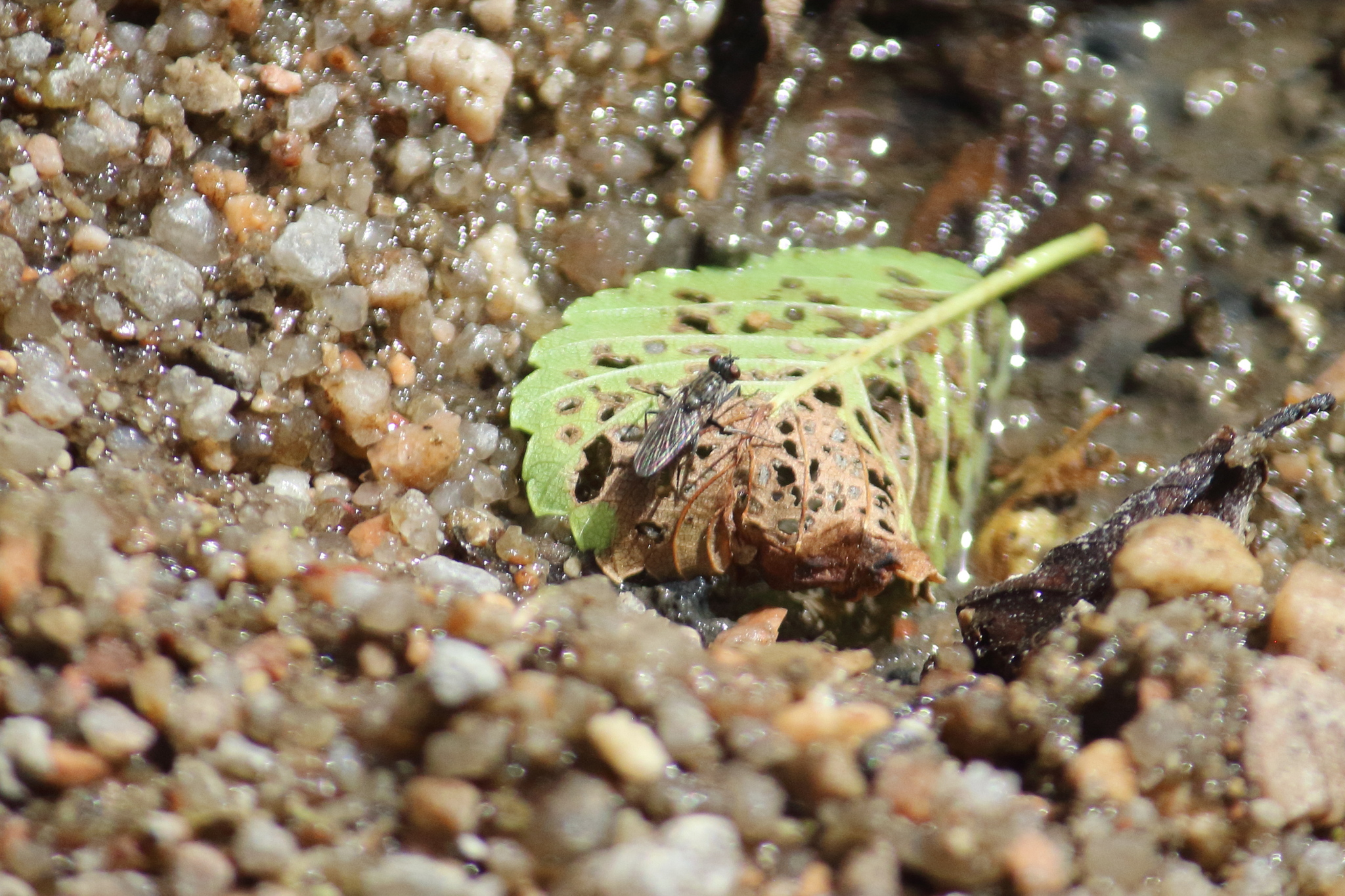 Lispe Latreille, 1796