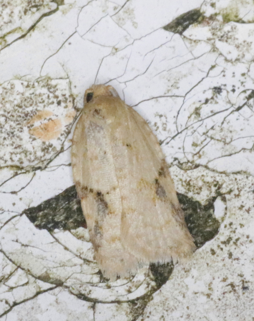 Half-ringed Acleris Moth from Maison Saint-Augustin on July 2, 2022 at ...
