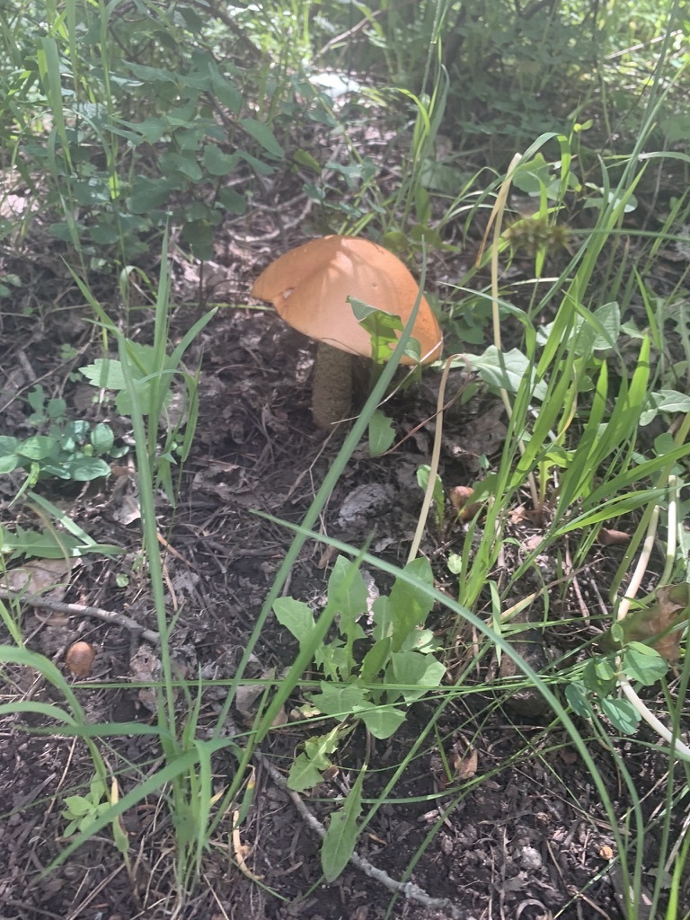 Leccinum from Utah County, UT, USA on July 01, 2022 at 03:42 PM by ...