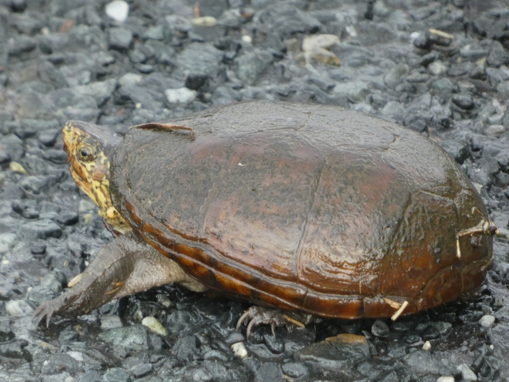 Southeastern Mud Turtle from Smyrna, DE 19977, USA on July 03, 2022 at ...