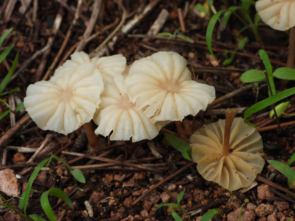 Marasmius maximus from Shibei District, Qingdao, Shandong, China on ...
