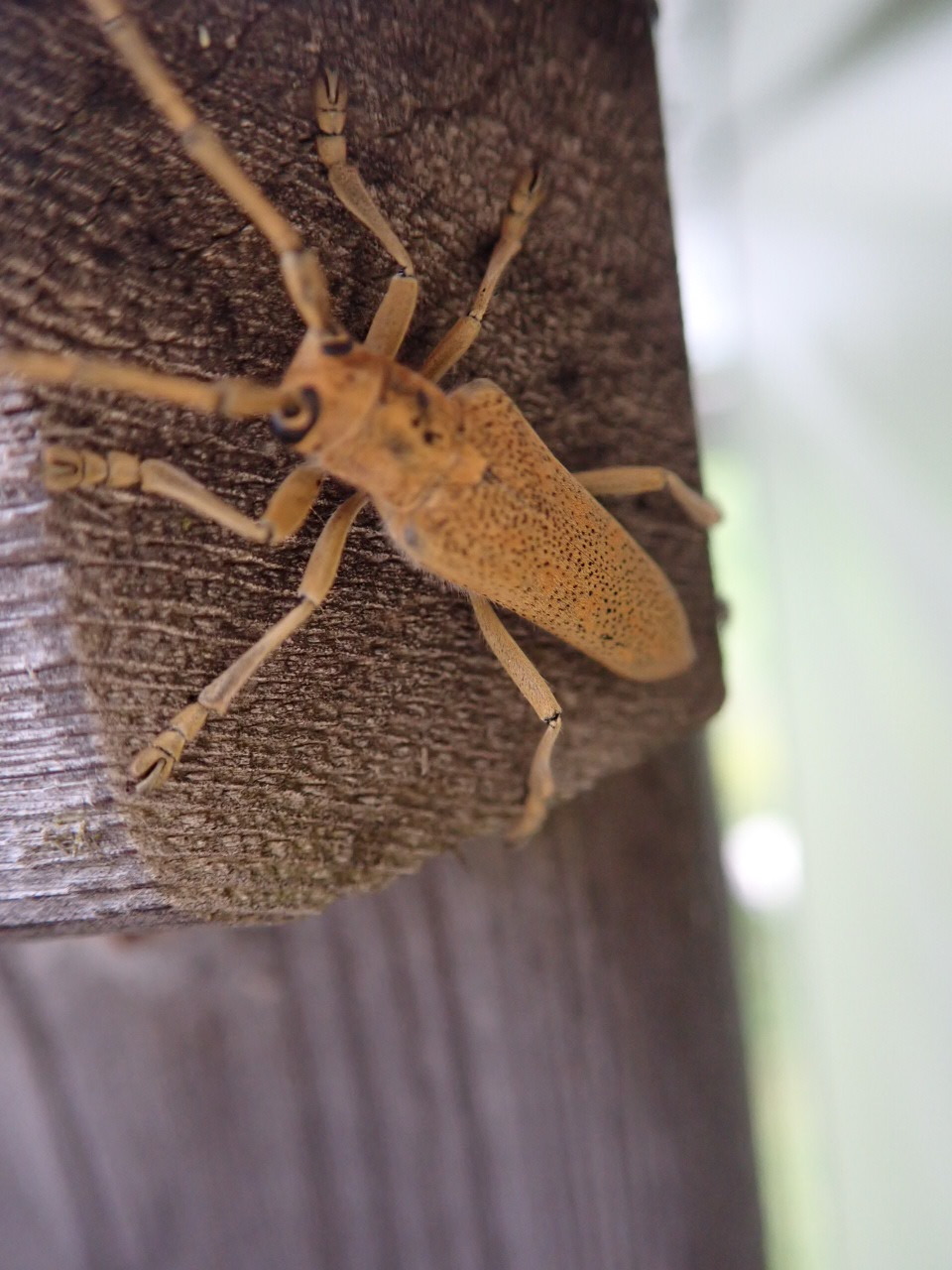 Saperda calcarata Say, 1824