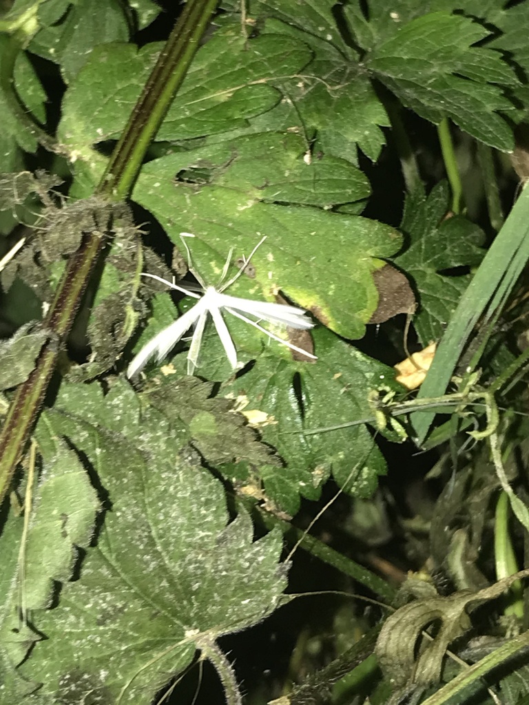 White Plume Moth from Gore Lane, Ware, England, GB on July 04, 2022 at ...