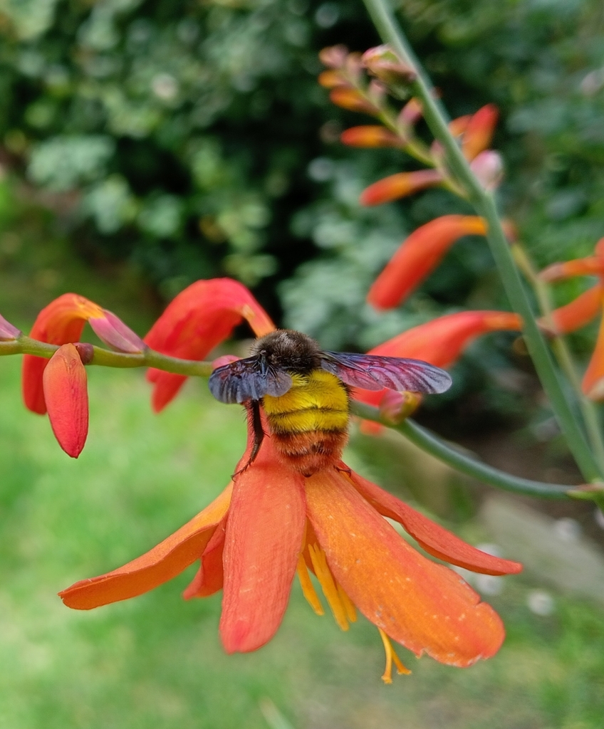 Short-faced Bumble Bee from Uttarakhand 263624, India on July 3, 2022 ...