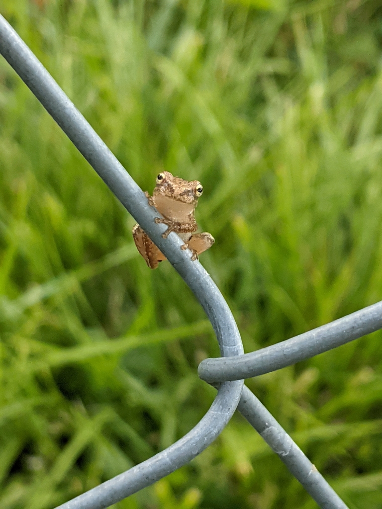 Spring Peeper from Chagrin River, Eastlake, OH 44095, USA on July 03 ...