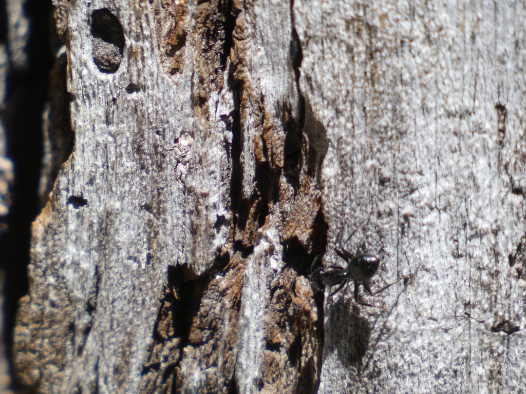 Hairy Smooth Carpenter Ant from Riverside County, CA, USA on July 3 ...