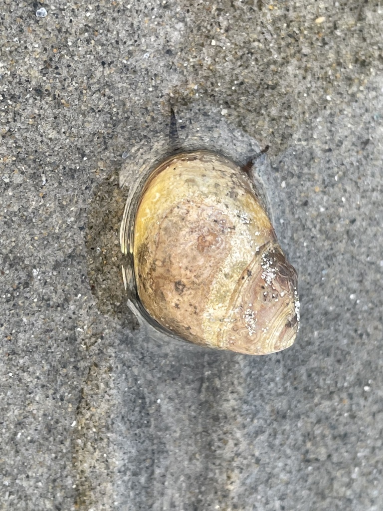Common Periwinkle from Gulf of Maine, Rye, NH, US on July 02, 2022 at ...
