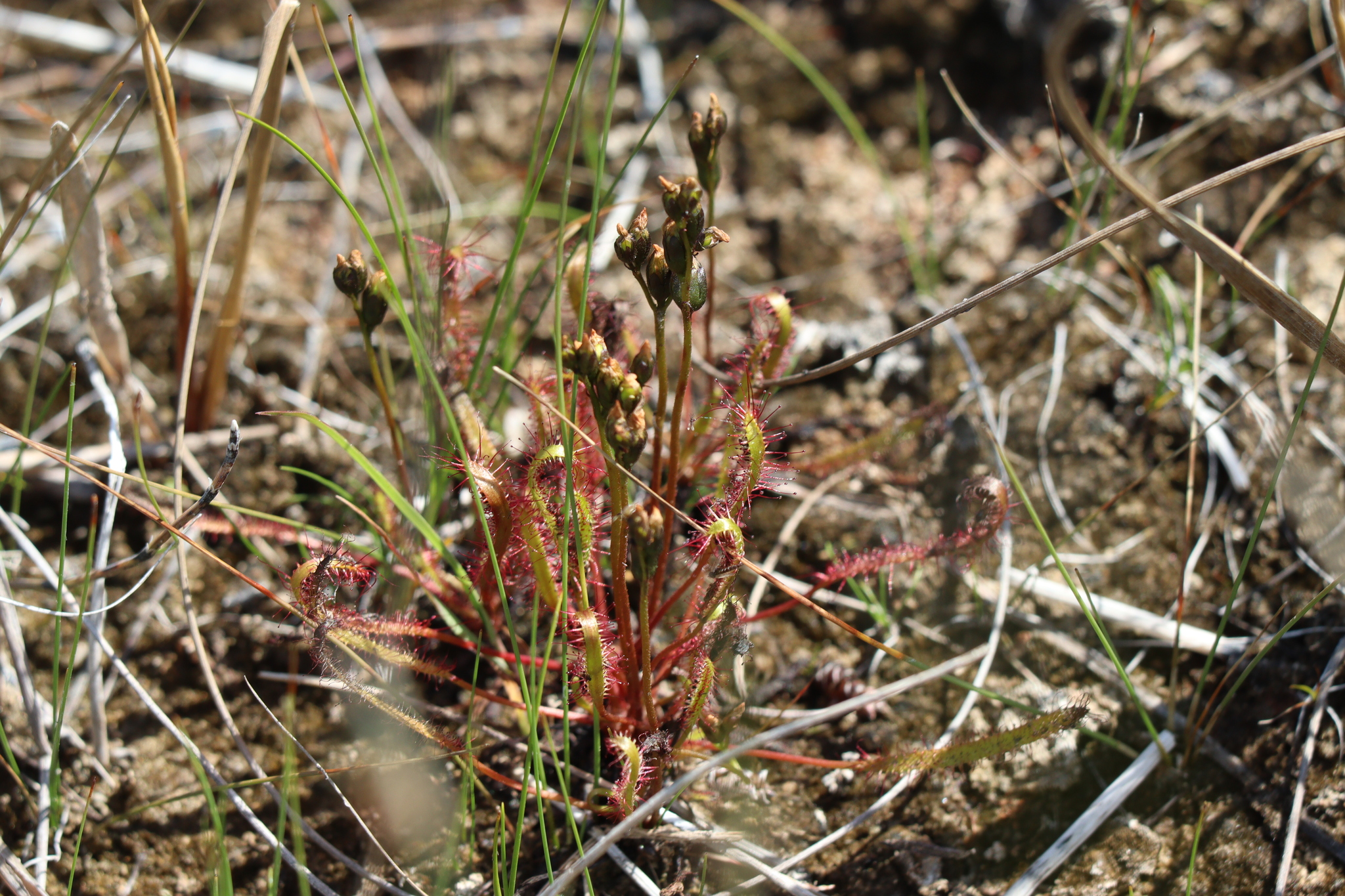 Drosera linearis Goldie