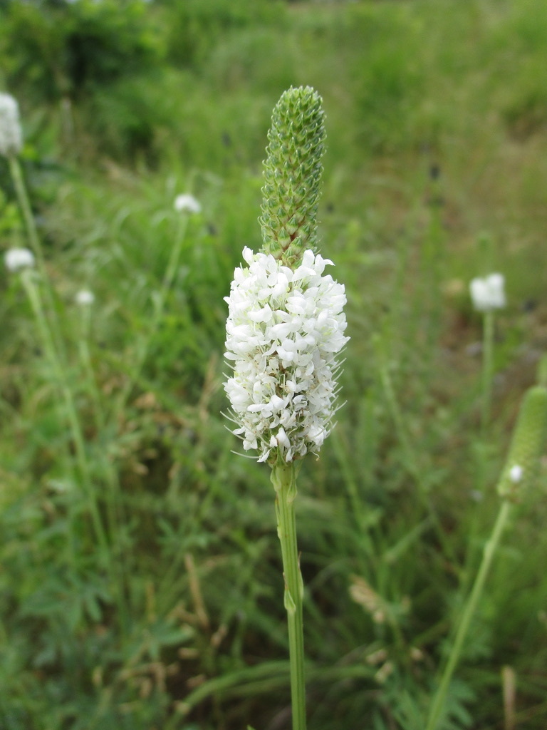 white prairie clover from Coldwater Spring, Hennepin County, MN, USA on ...
