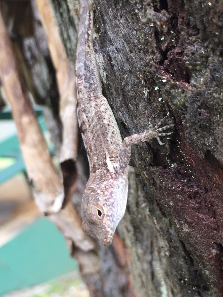 Crested Anole from Puerto Rico, San Germán, Puerto Rico, US on July 03 ...