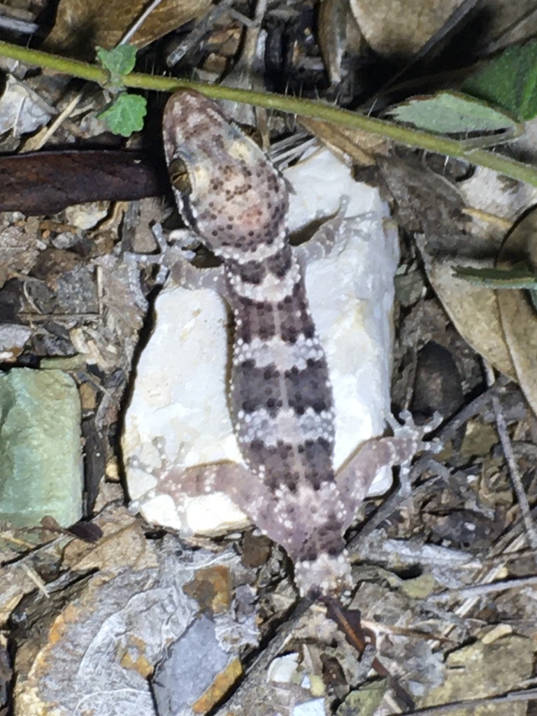 Puerto Rican Leaf-toed Gecko in July 2022 by Nicholas Sly · iNaturalist