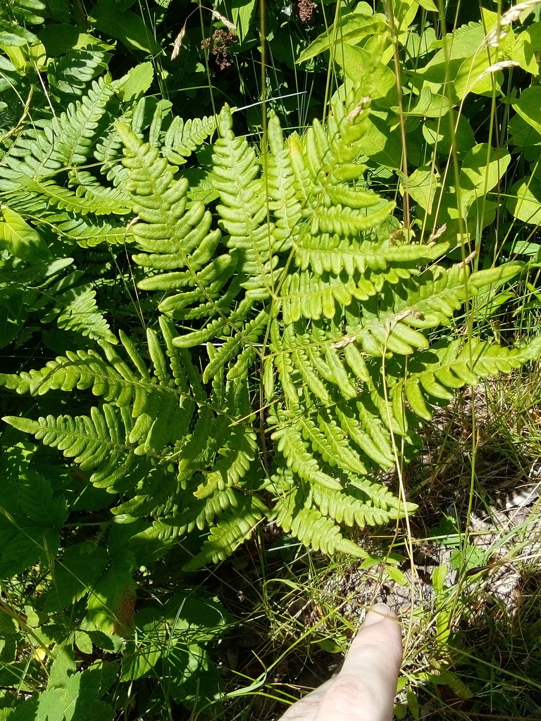 common bracken from Miramichi, NB, Canada on July 03, 2022 at 02:33 PM ...