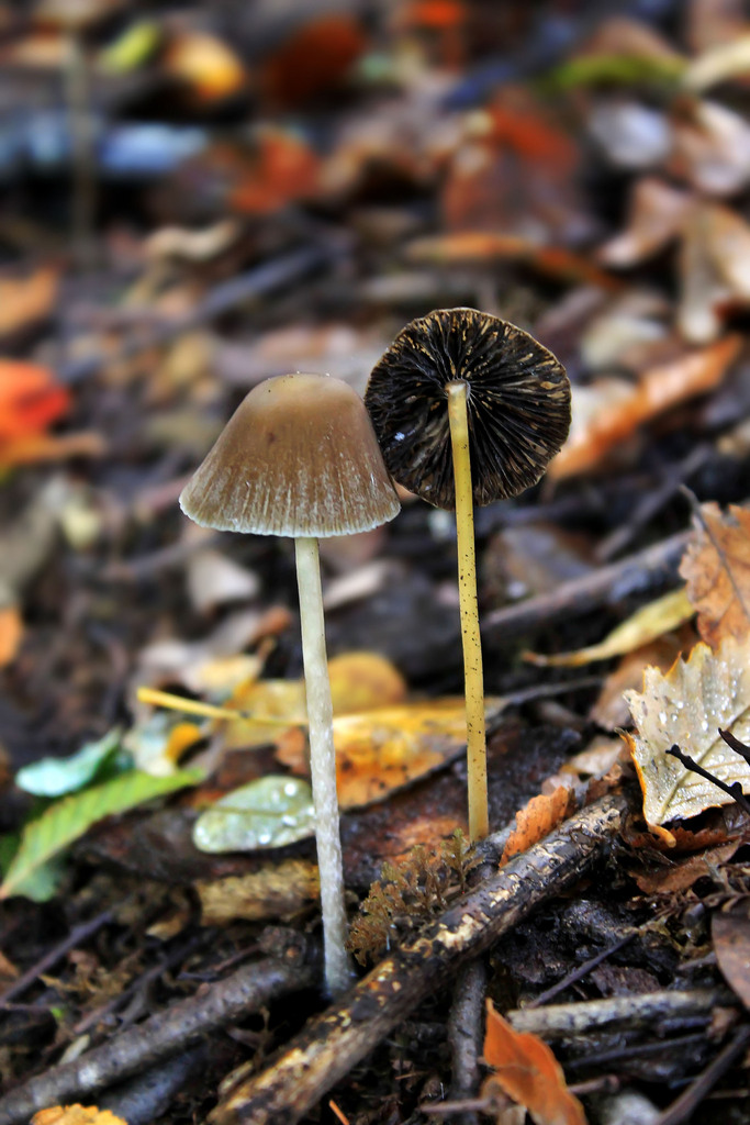 red edge brittlestem from Valdivia, Los Ríos, Chile on May 15, 2021 at ...