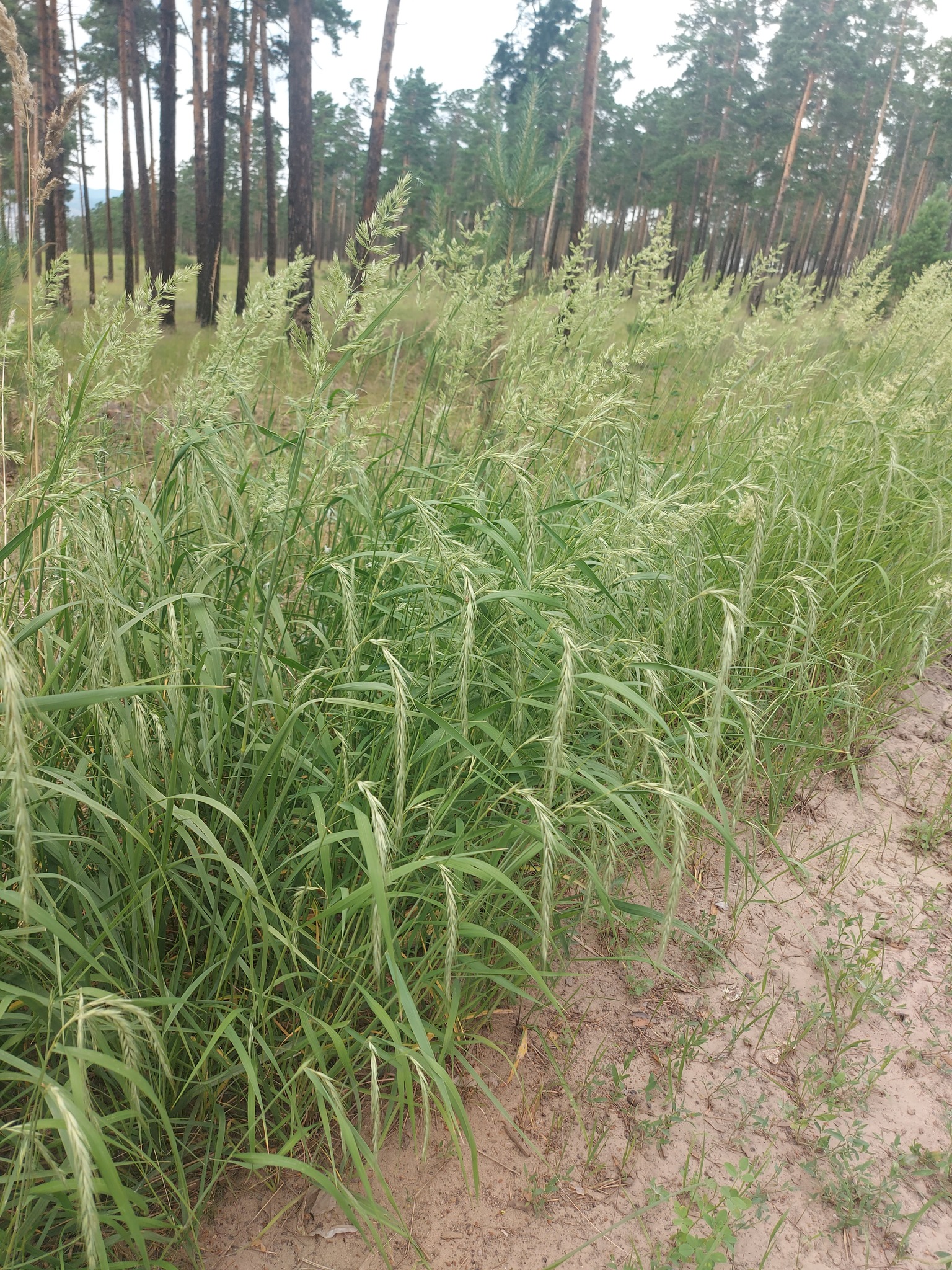 Elymus sibiricus L.