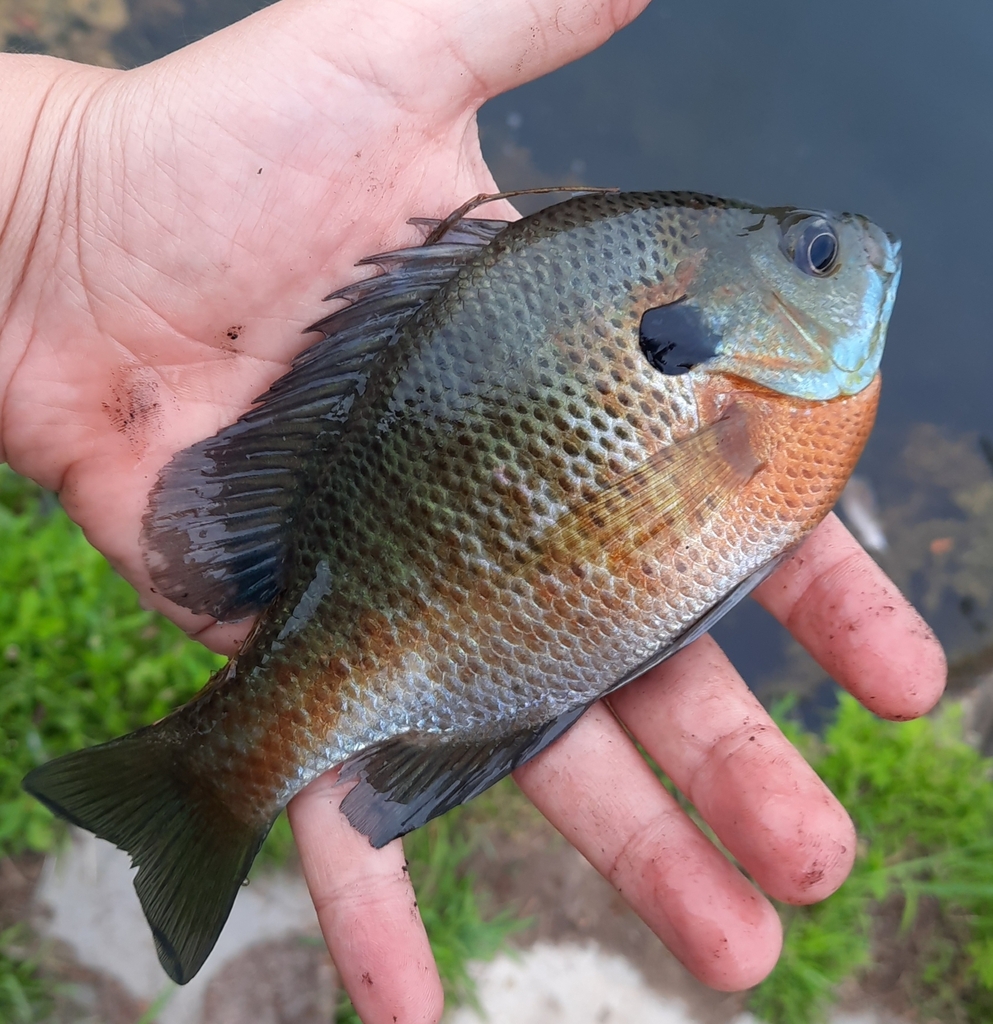 Bluegill from Bowie, MD 20715, USA on July 01, 2022 at 08:08 PM by ...
