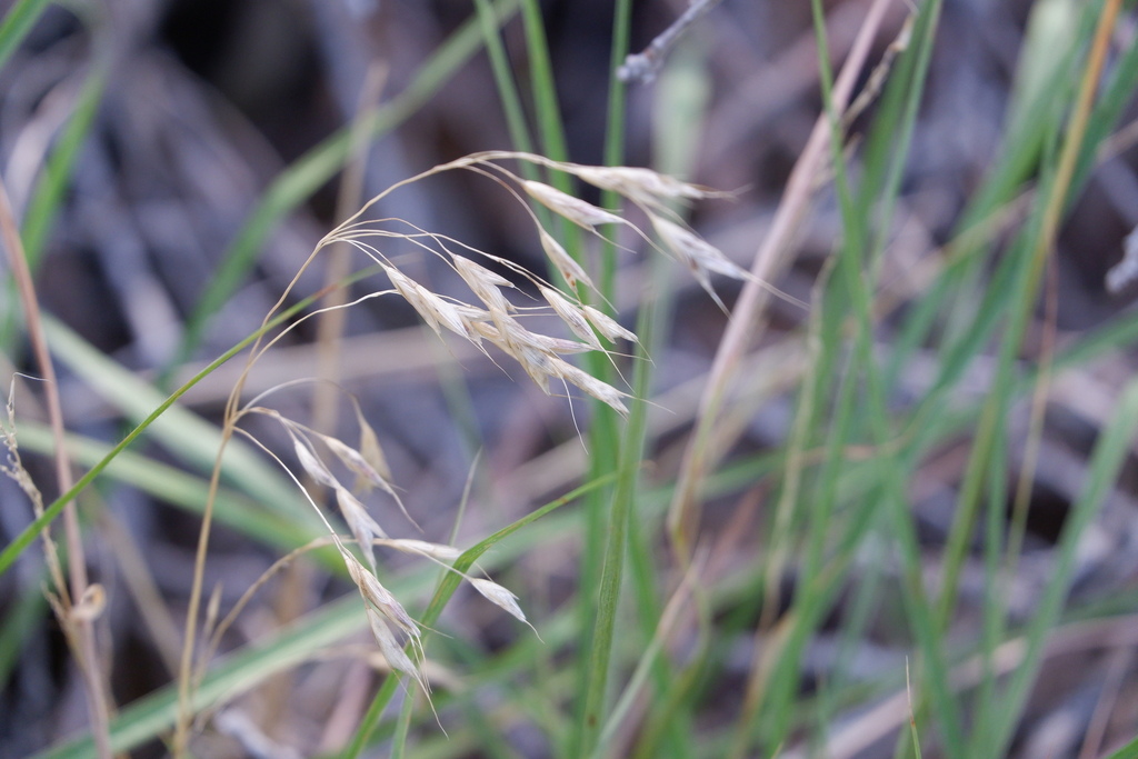 Japanese brome from Cedar Park, TX, USA on July 03, 2022 at 04:42 PM by ...