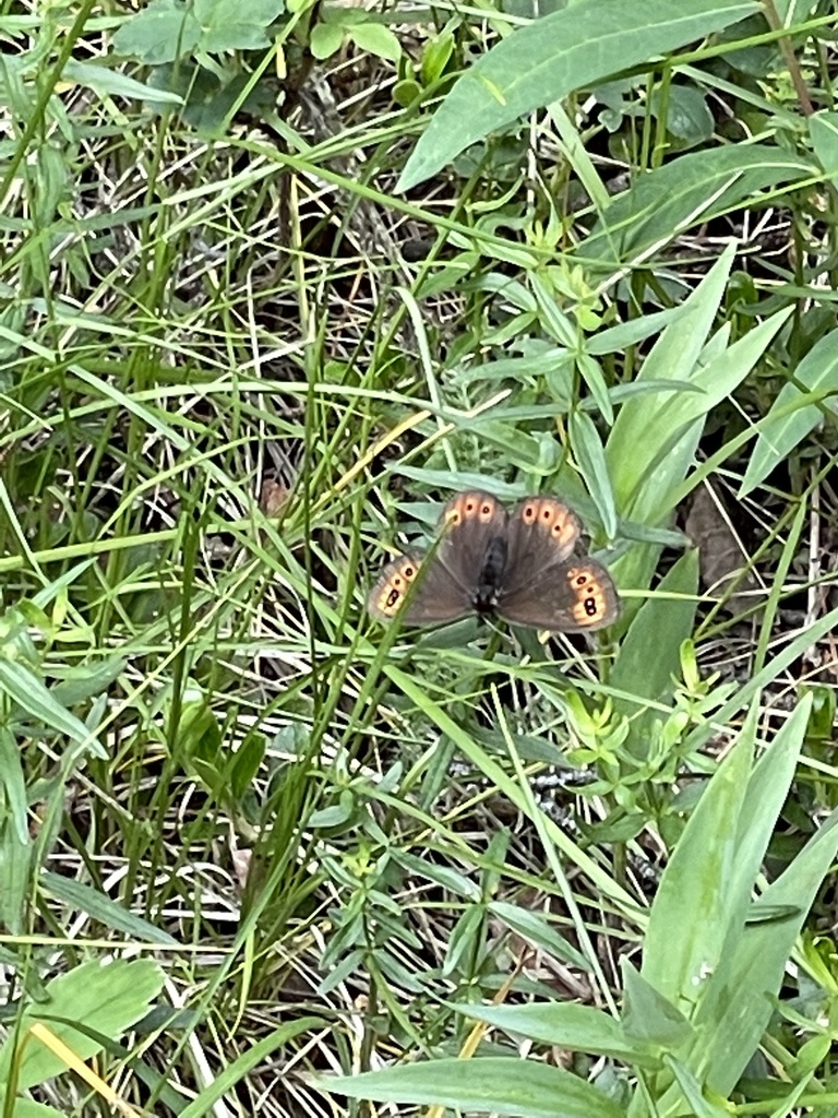 Common Alpine from Pike and San Isabel National Forests, Colorado ...
